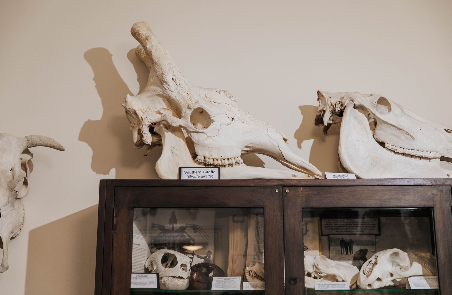The Dunedin Museum of Natural Mystery, Dunedin I Neat Places